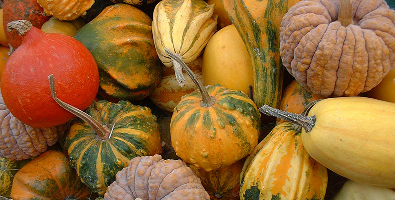 Courges Bio, Tendances Du Marché - Agrosemens