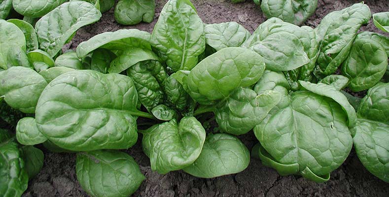 Épinards bio, Guide de Culture