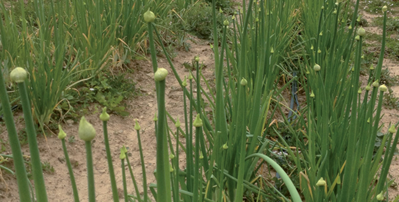 Oignons Bio, Pratique Culturale - Agrosemens