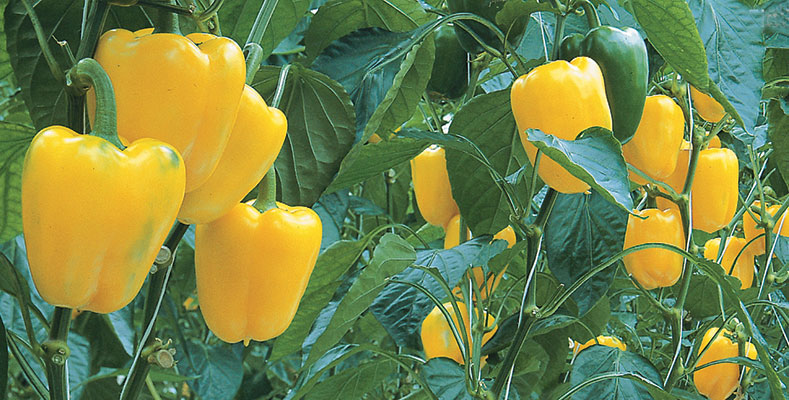 Poivrons Bio, Pratique Culturale - Agrosemens