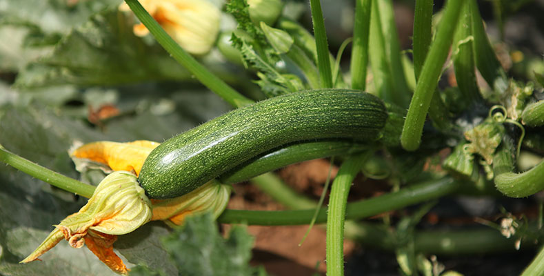 Courgette Bio - Agrosemens