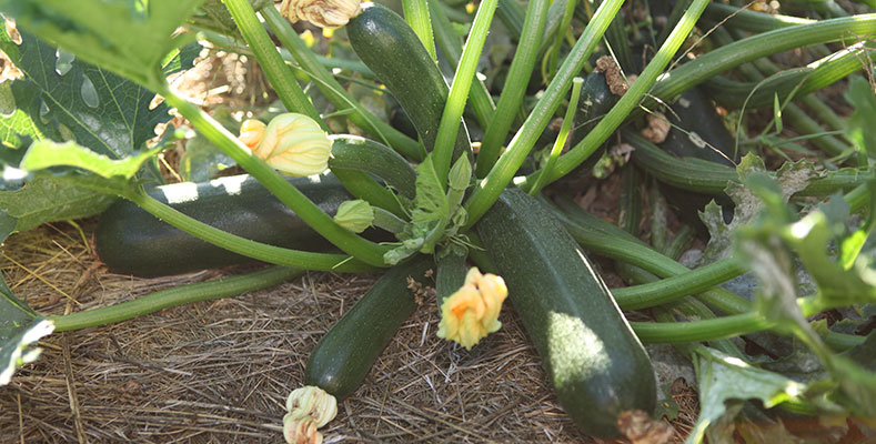 Courgette Bio, Pratique Culturale - Agrosemens