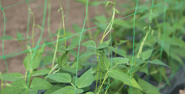 Haricot à rames Bio - Agrosemens