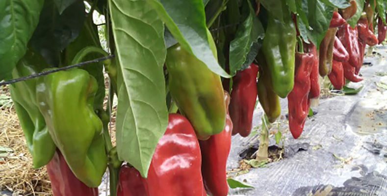 Elevage de semences de piment bio - Agrosemens