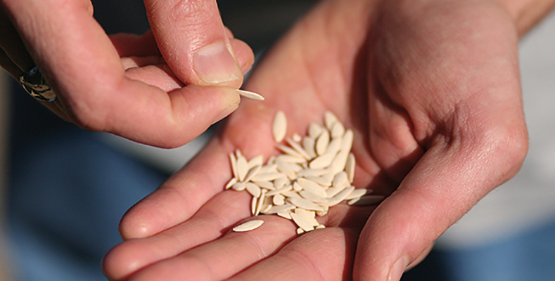 La semence paysanne, pour une bio en devenir - Agrosemens