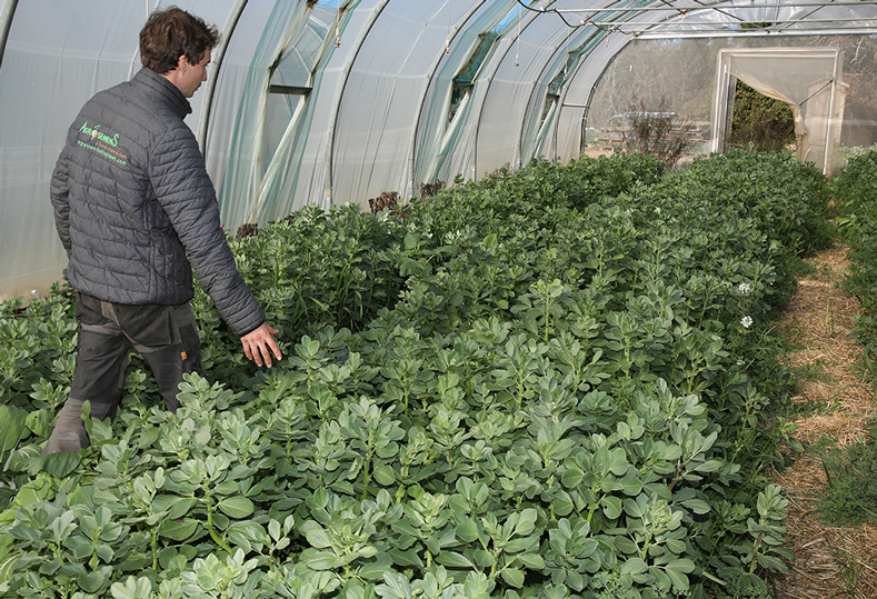 Conseils techniques : les engrais verts - Agrosemens